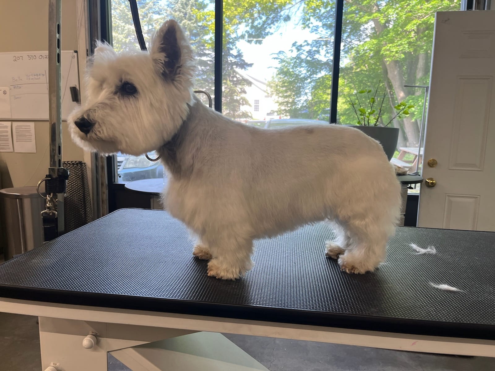 Haircuts - Pampered Pup